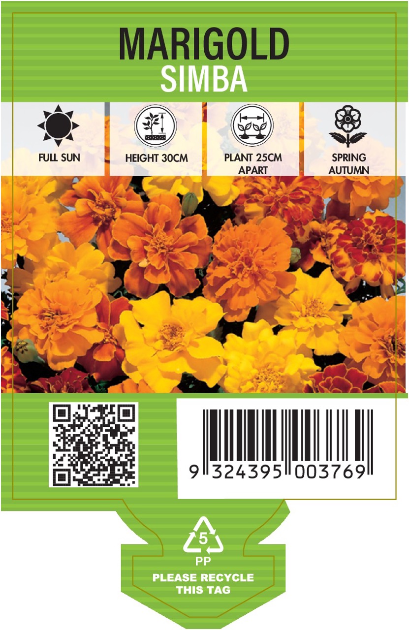 Marigold Simba – Bold colour in compact form – Potted Colour
