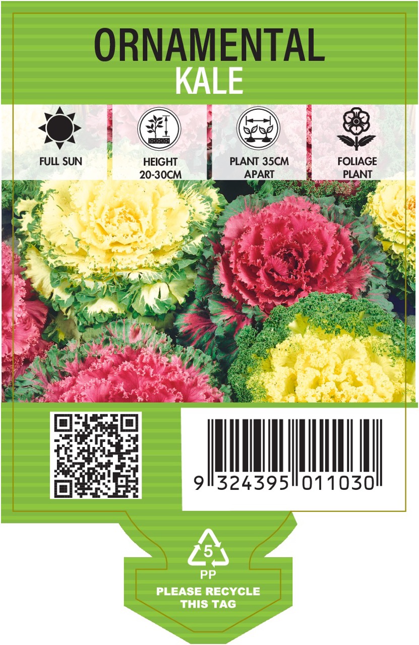 Ornamental Kale – Vibrant Foliage for Your Garden – Potted Colour
