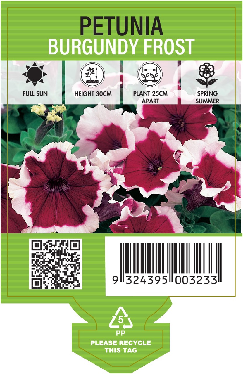 Petunia Burgundy Frost – Striking two-tone blooms – Potted Colour