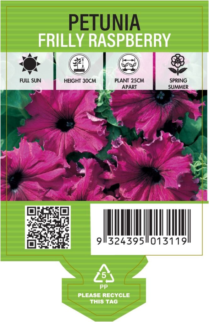 Petunia Frilly Raspberry - Rich colour, Elegant form - Potted Colour