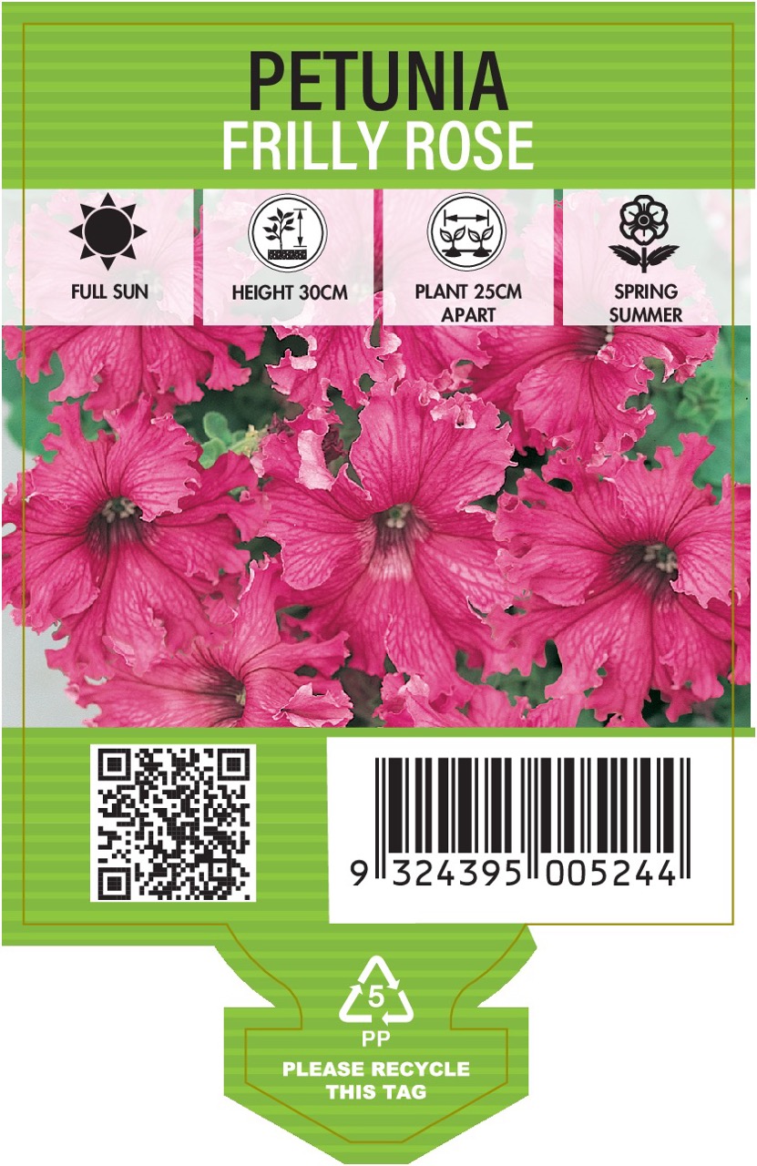Petunia Frilly Rose – Ruffled Elegance in Bloom – Potted Colour