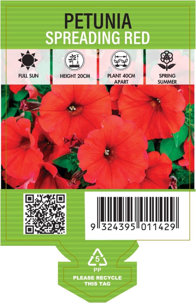 Petunia Spreading Red – Lush trailing brilliance – Potted Colour