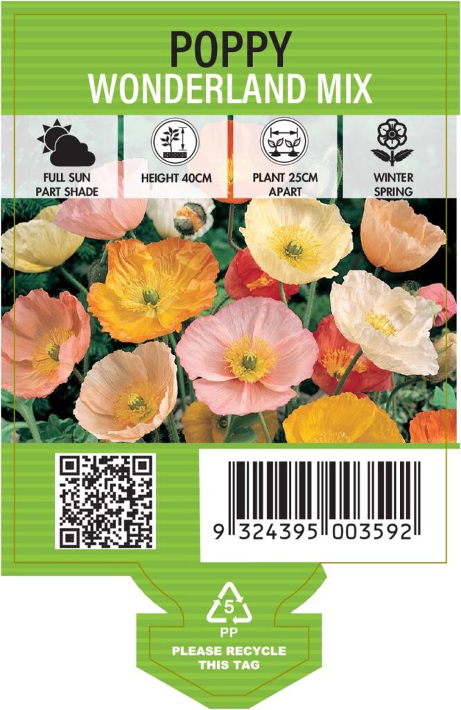 Poppy Wonderland Mix – Potted Colour