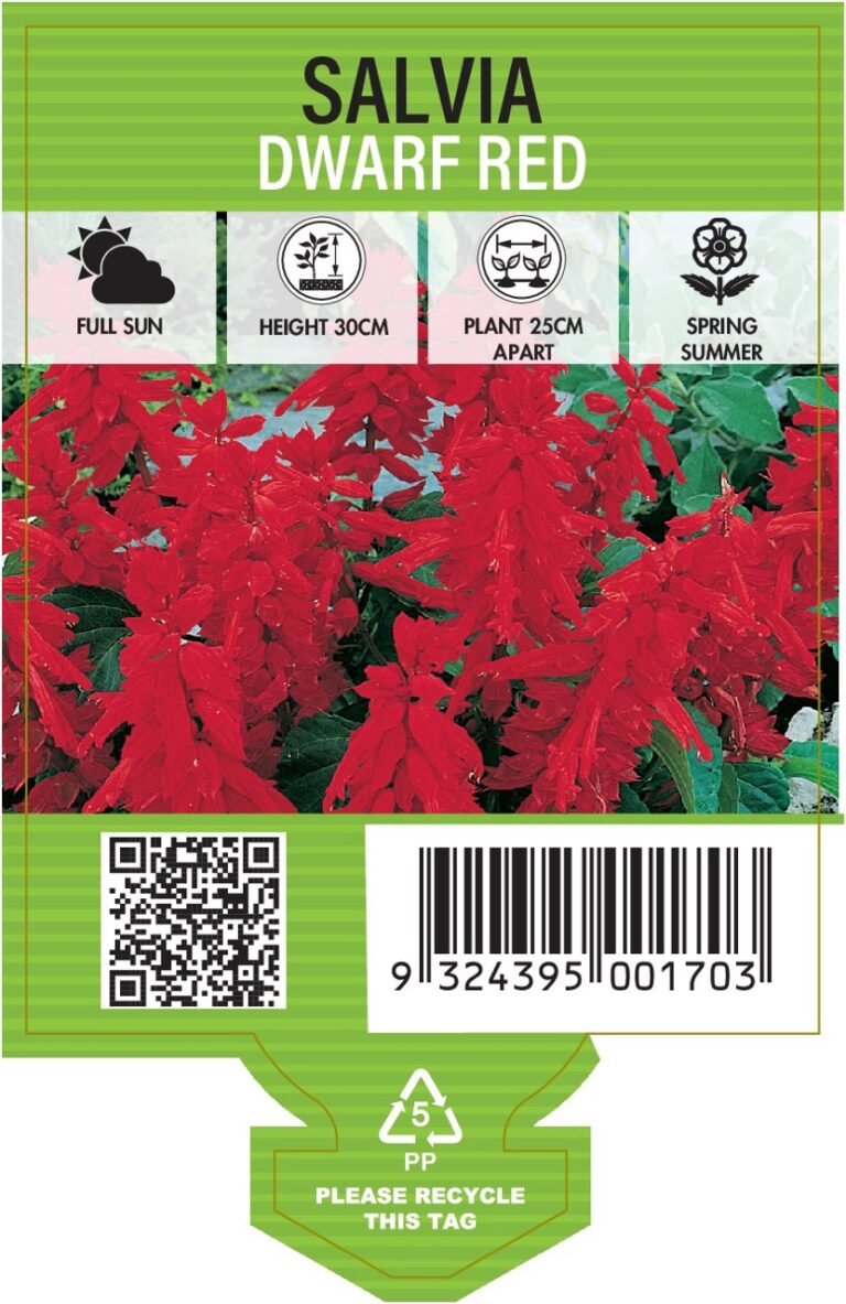 Salvia Dwarf Red - Bold Colour in Compact Form - Potted Colour