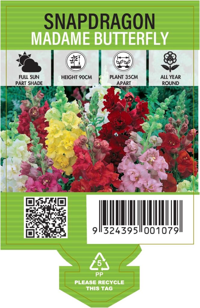 Snapdragon Madame Butterfly - Tall in Bloom - Potted Colour