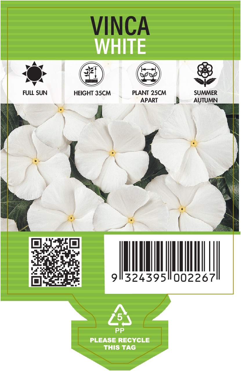 Vinca White – Pure Elegance in Full Sun – Potted Colour