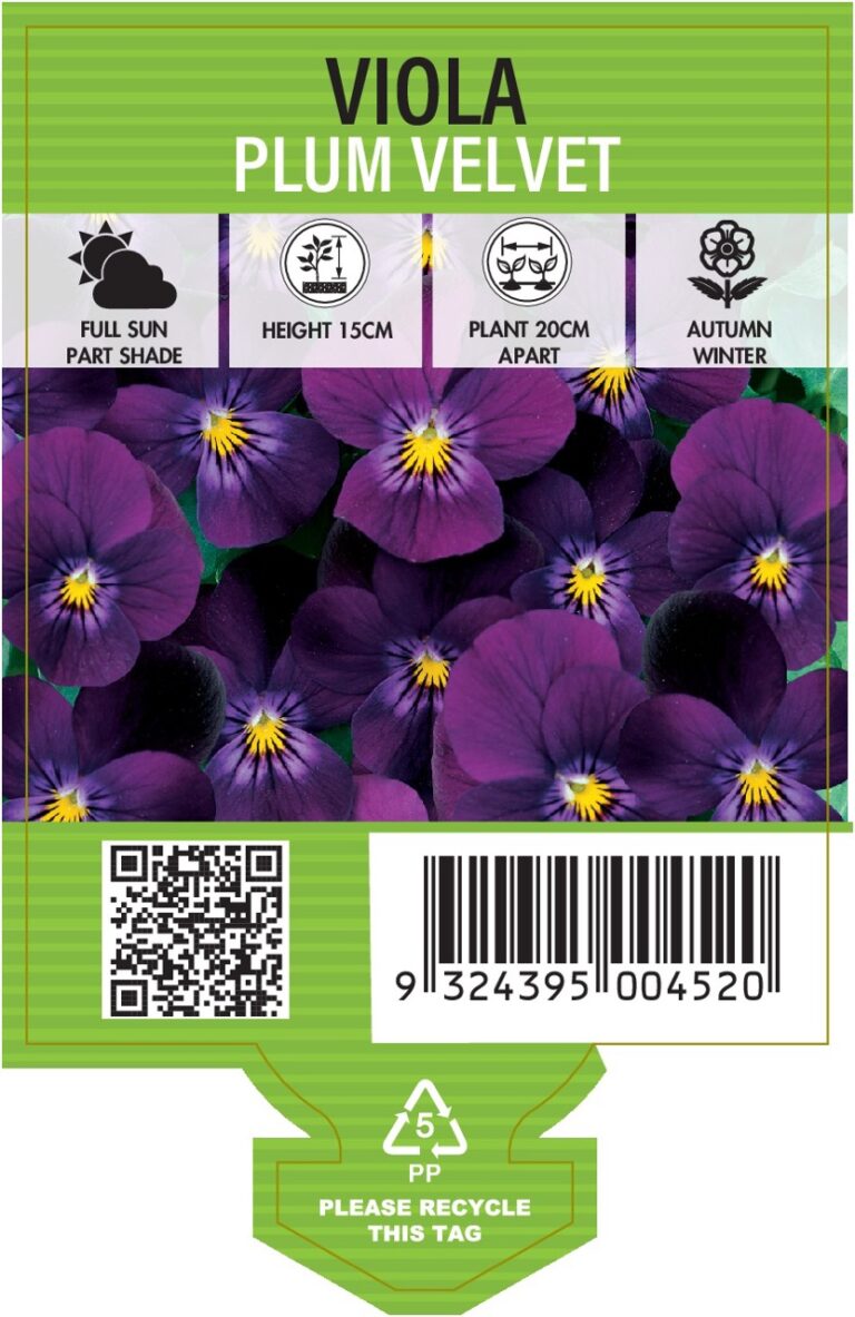 Viola Plum Velvet - Potted Colour