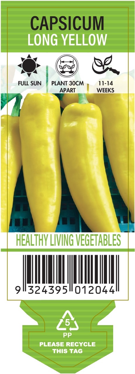 Capsicum Long Yellow – Sweet, Vibrant & Mild – Potted Colour