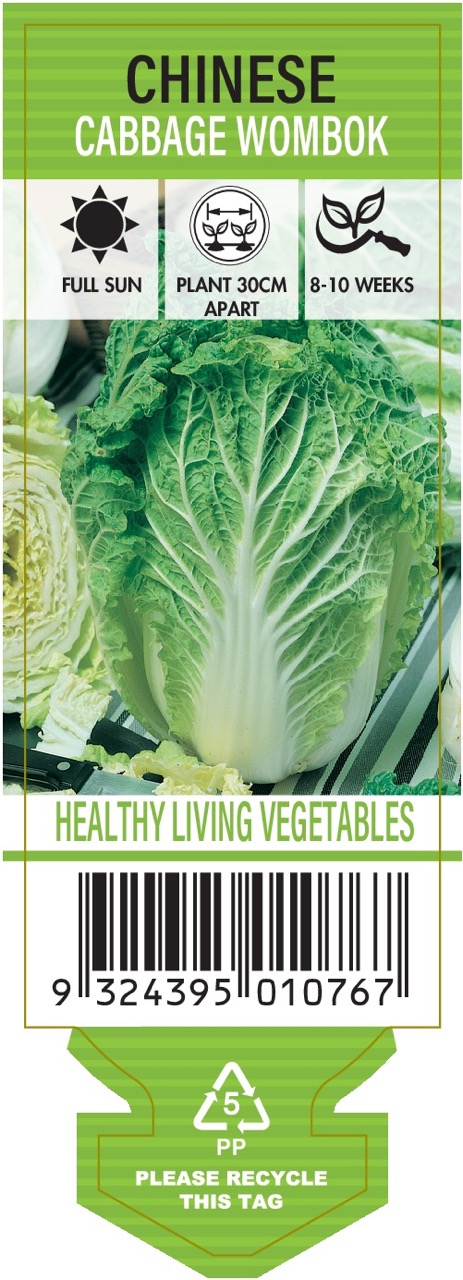 Cabbage Chinese Wombok in your gardens ! - Potted Colour