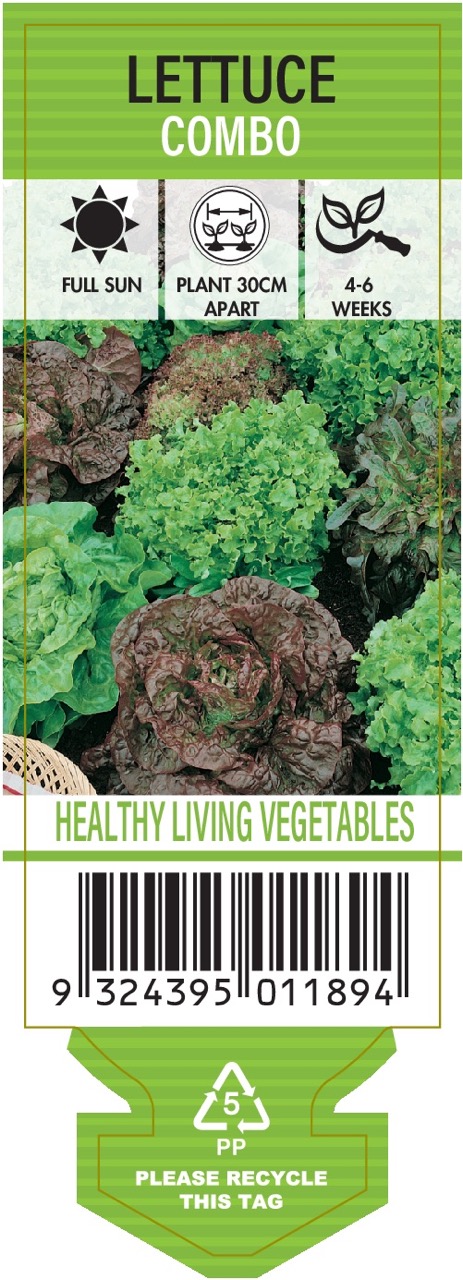 Lettuce Combo – A Fresh & Crisp Selection – Potted Colour