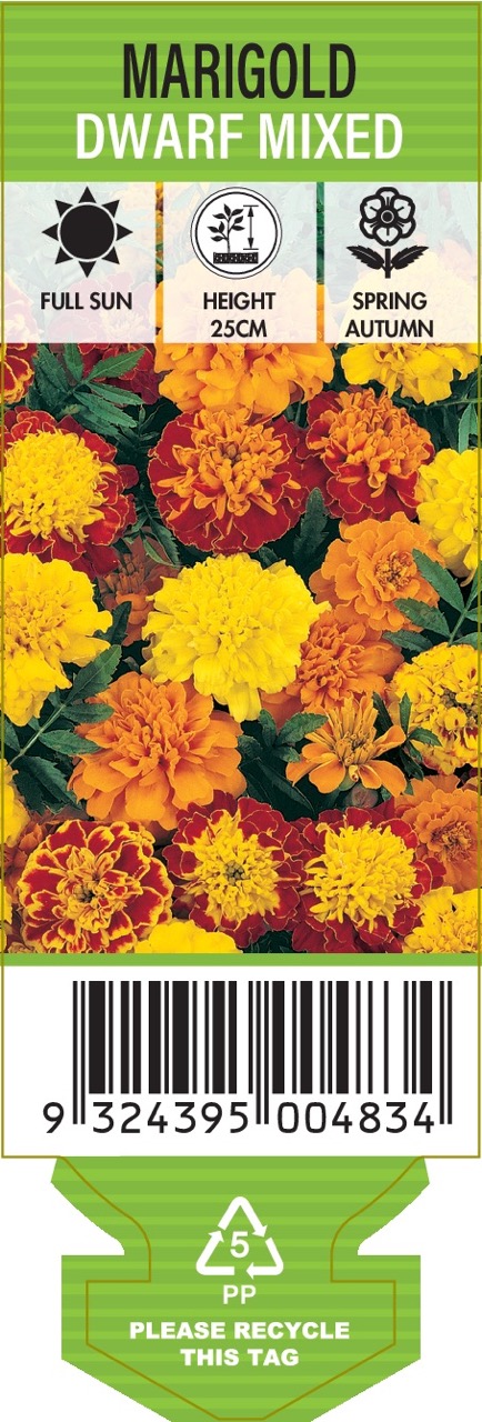 Marigold Dwarf Mixed – Bold Colour Variety – Potted Colour