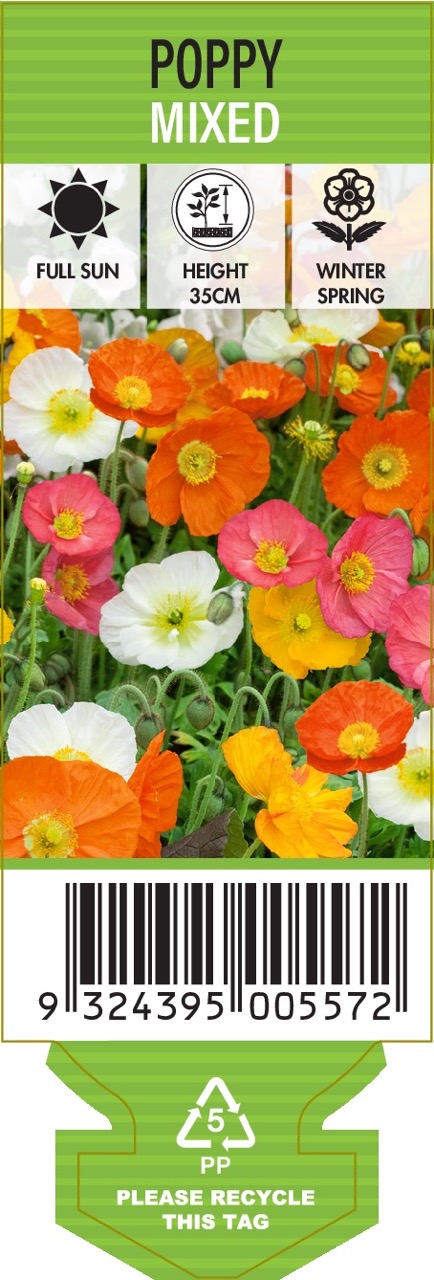 Poppy Mix – A Burst of Bold Seasonal Colour – Potted Colour