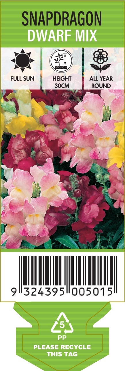 Snapdragon Dwarf Mix - Bold color in compact form - Potted Colour