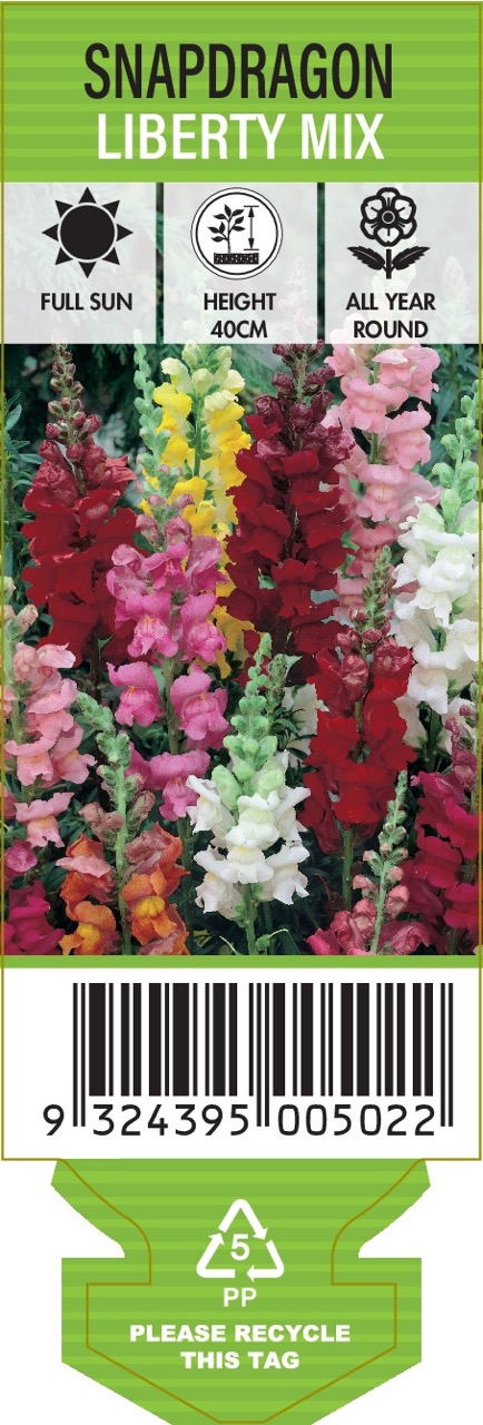 Snapdragon Liberty Mix - Vibrant Spike - Potted Colour