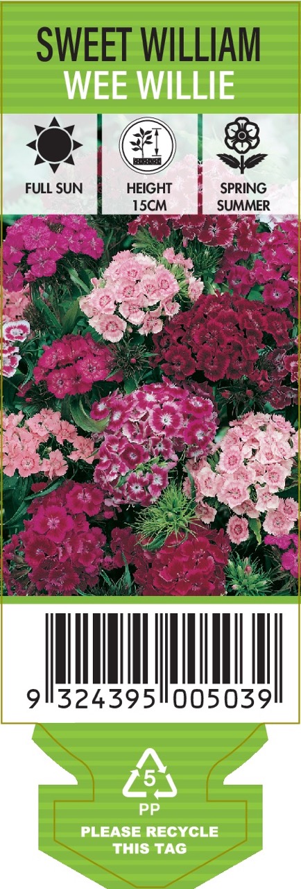 Sweet William Wee Willie – Fragrant Charm – Potted Colour