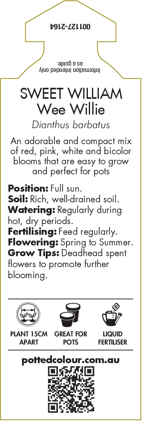 Sweet William Wee Willie – Fragrant Charm – Potted Colour