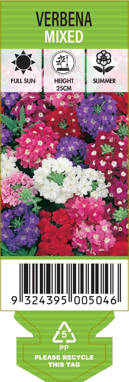 Verbena Mix – Bold Colour for Sunny Spots – Potted Colour