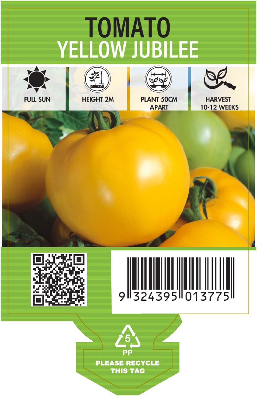 Tomato Jubilee Yellow – Mild, Golden Fruit Delight – Potted Colour