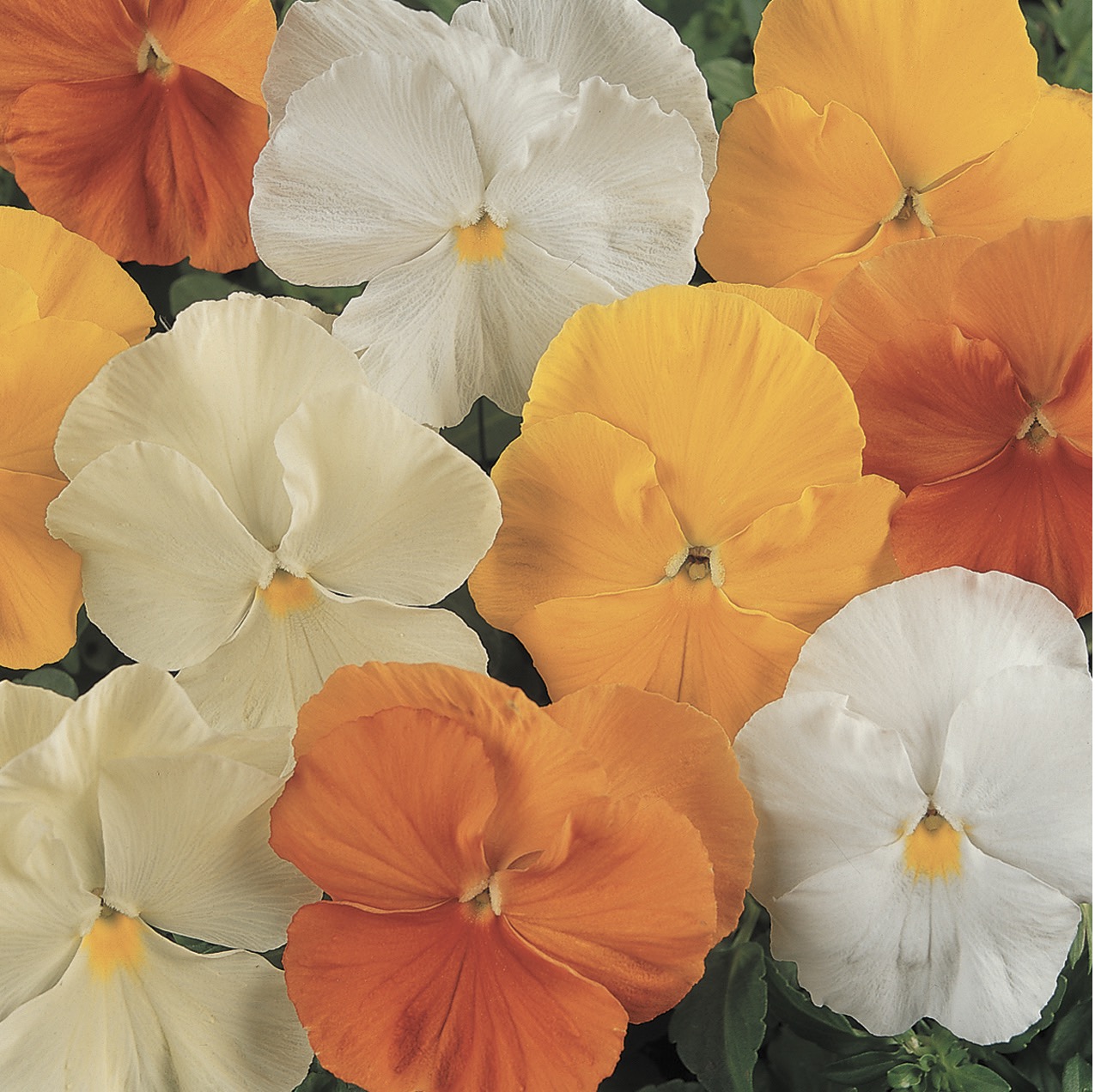 Pansy Citrus Mix – Zesty Colours for Cool Seasons – Potted Colour