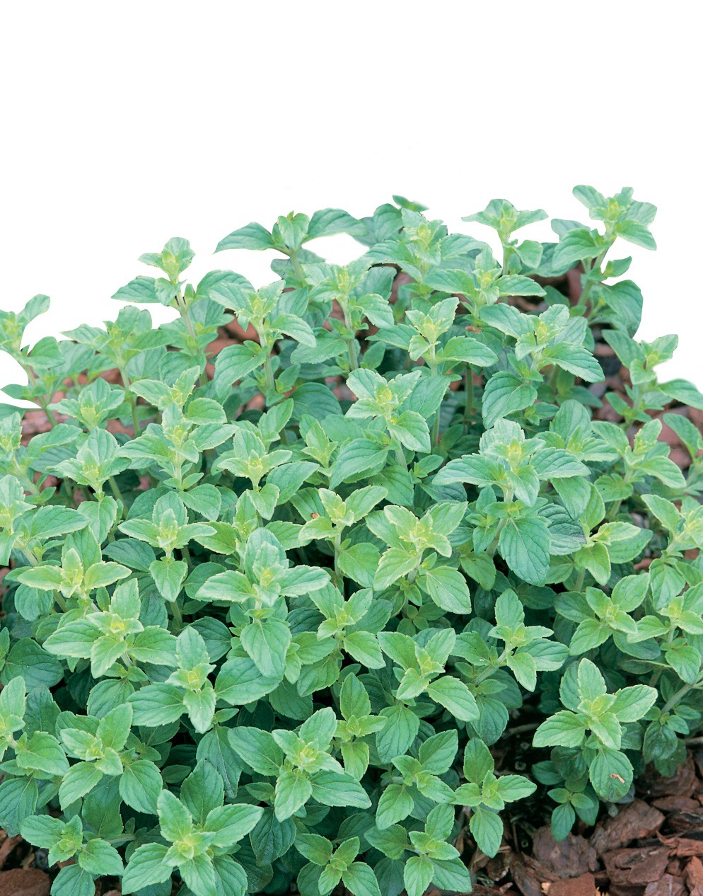 Oregano Greek – Flavor for Mediterranean Dishes – Potted Colour