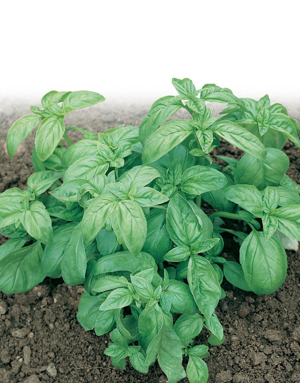 Basil Bowl - Fresh, Fragrant Herbs at your fingertips - Potted Colour