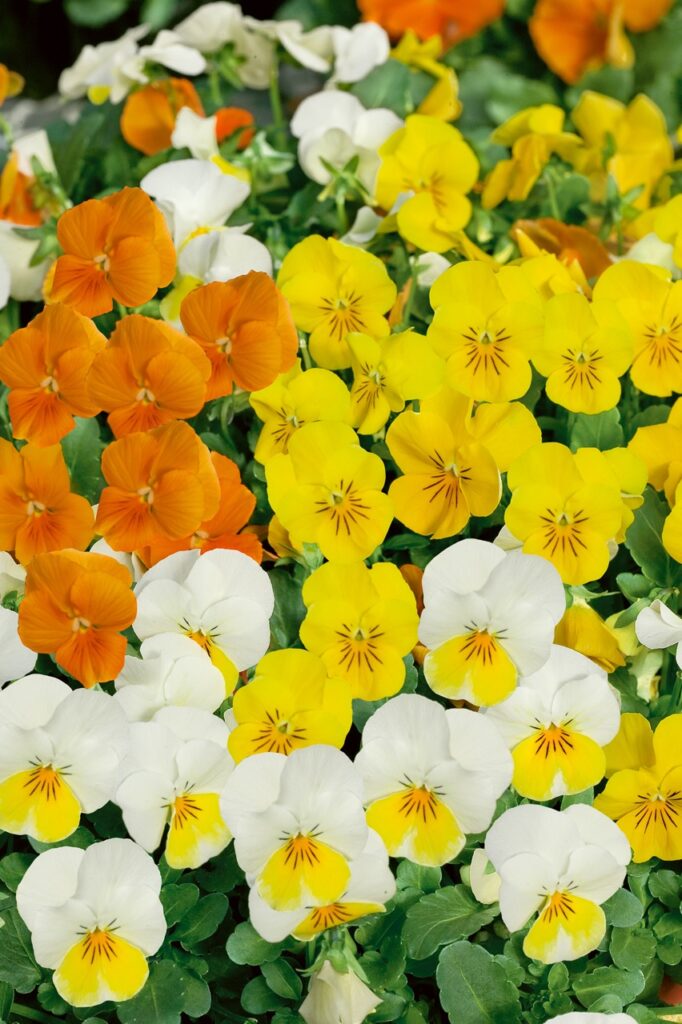 Viola Jump Up Mix - Vibrant Flower for Gardens - Potted Colour