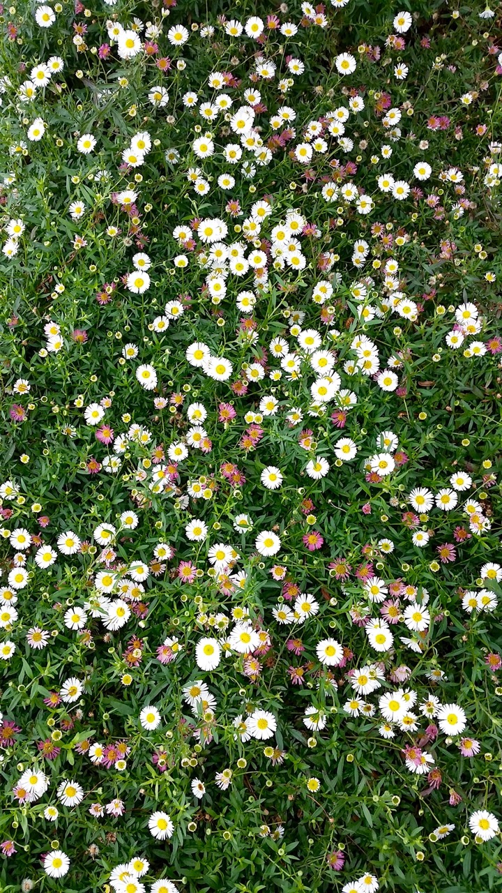 Home - Potted Colour