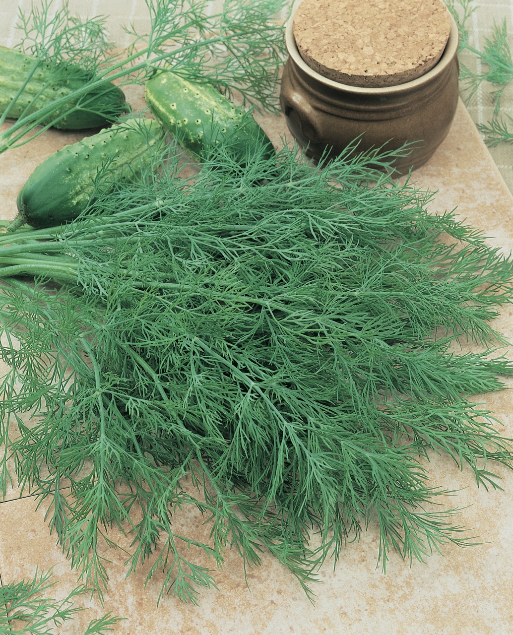 Dill – Aromatic Herb for Cooking & Garnishing – Potted Colour