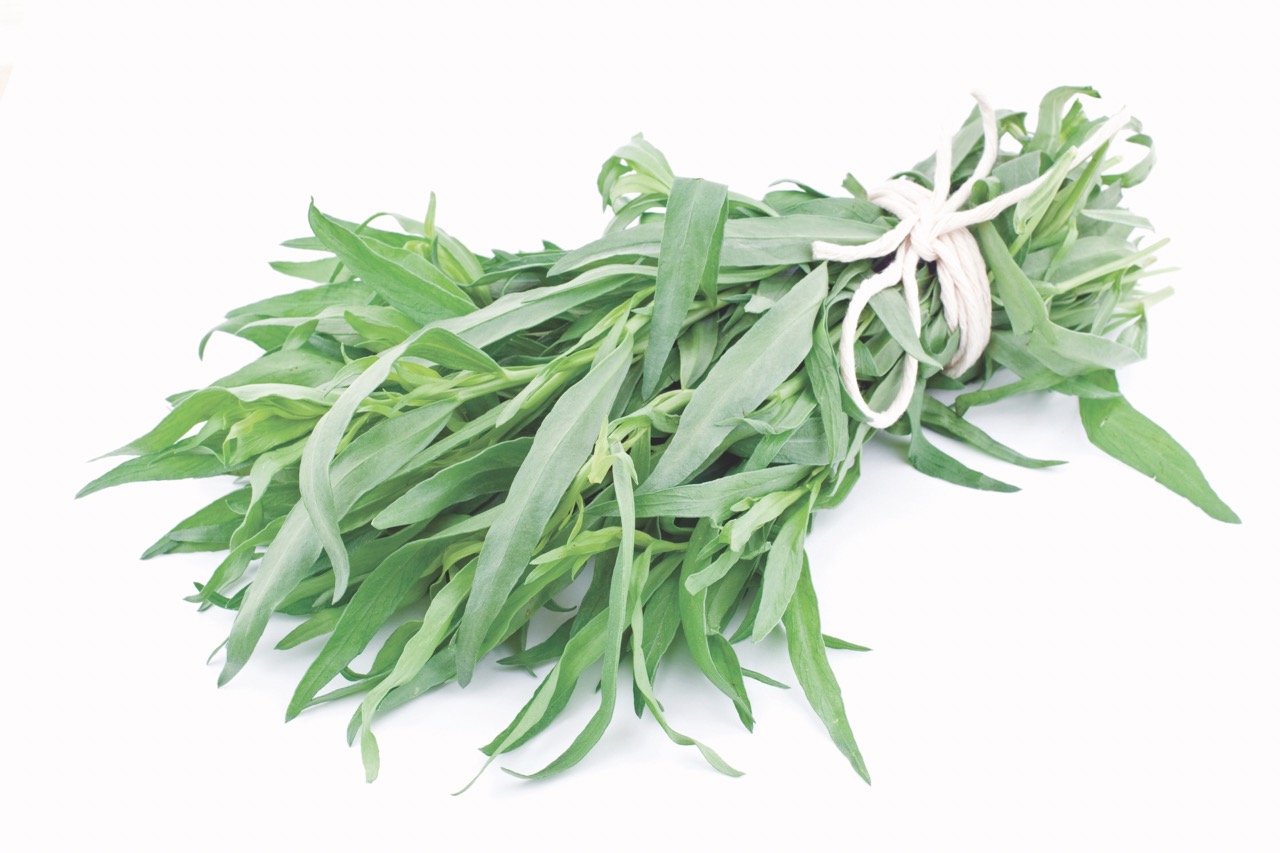 Tarragon Russian - Flavorful Herb for Gardens - Potted Colour