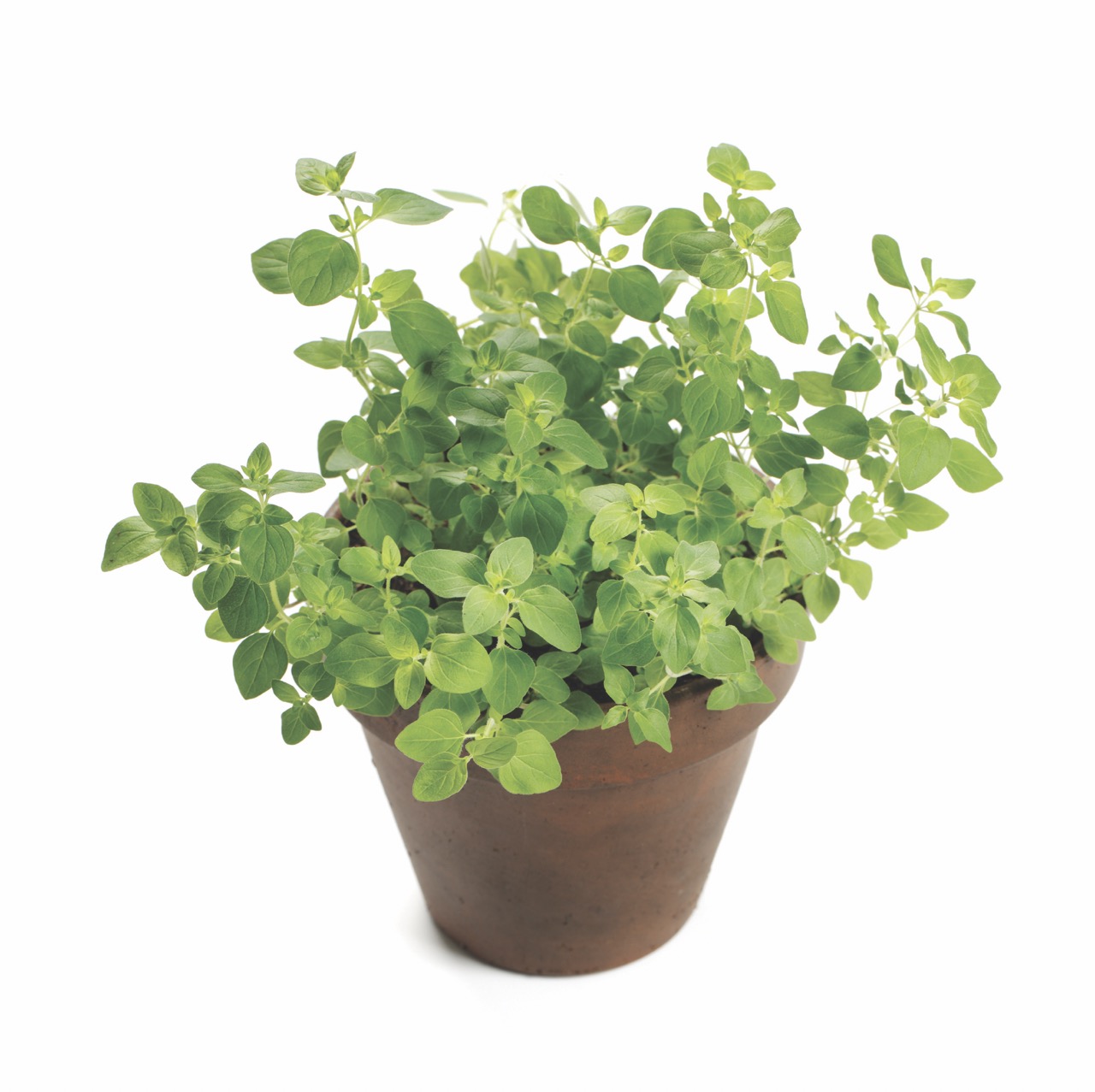 Oregano Herb - Discover Its Bold Flavour - Potted Colour