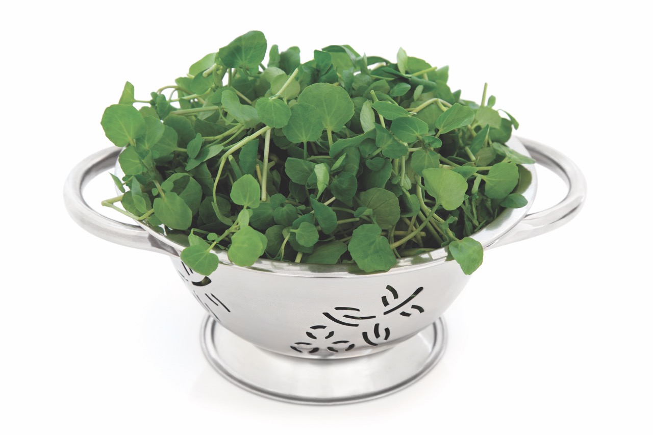 Watercress - Peppery & Nutritious Leafy Green - Potted Colour