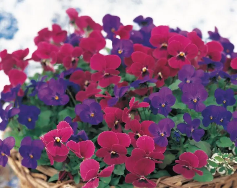 Viola Rose Sapphire - Bold Blooms for Your Garden - Potted Colour