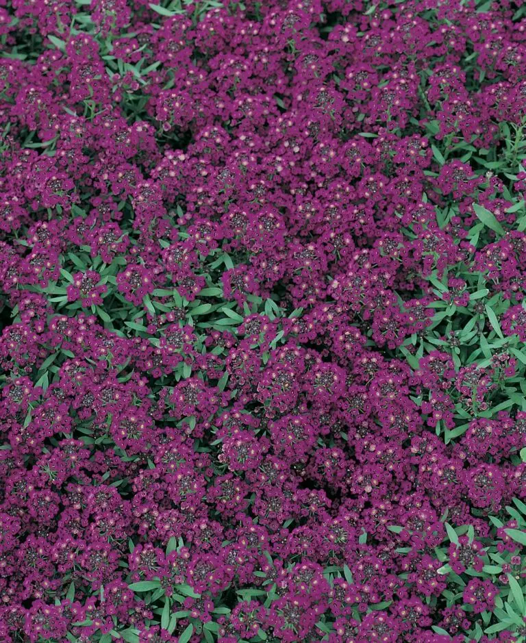 Alyssum Violet – Sweet Scented Colour Splash – Potted Colour