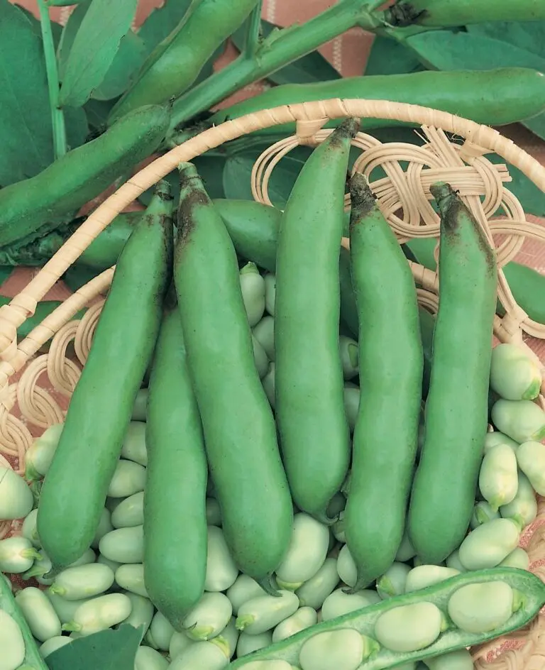 Broad Beans - Hearty, Delicious & Easy to Grow - Potted Colour