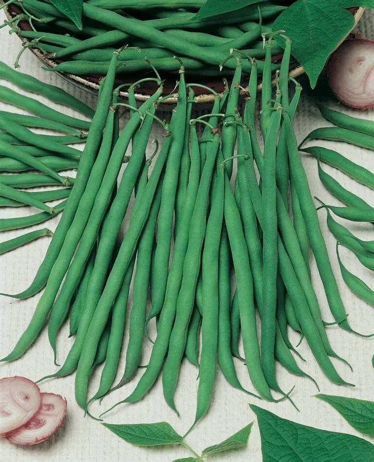 Beans Climbing Green – Tall Yields, Crisp Pods – Potted Colour