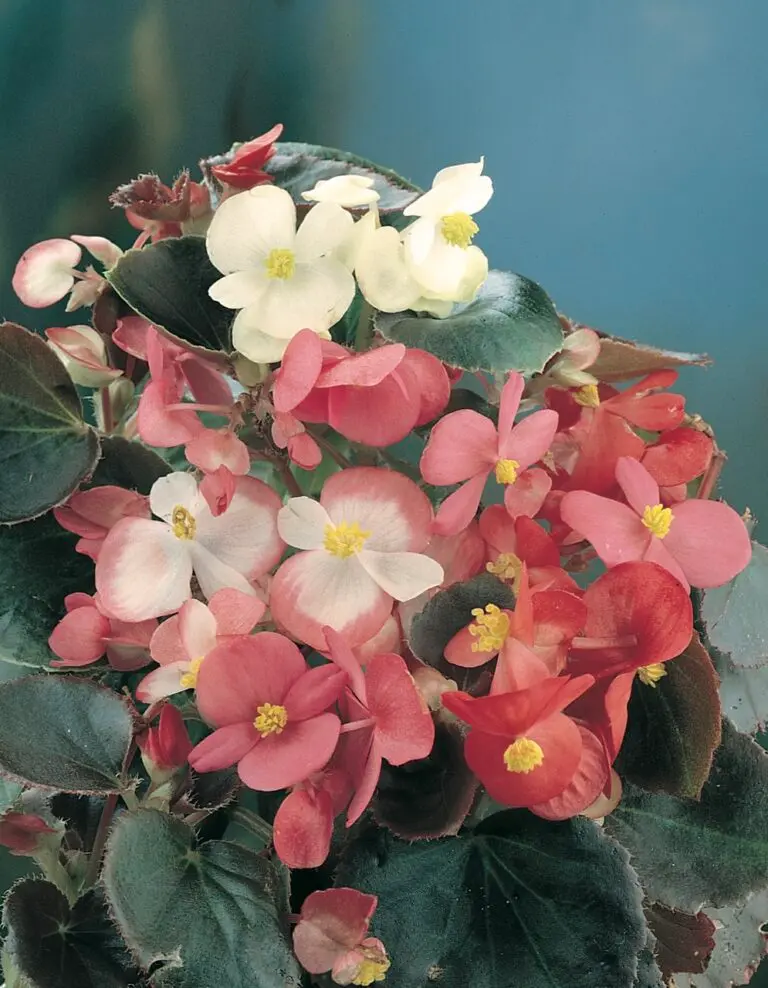 Begonia Gypsy Mix – Bold Colour, Shade Friendly – Potted Colour