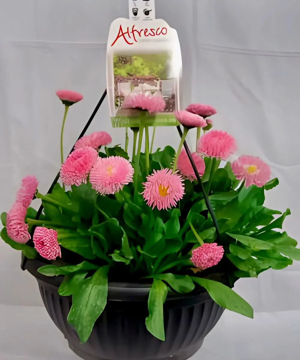 Bellis Robella – Rosy Blooms for Vibrant Gardens – Potted Colour