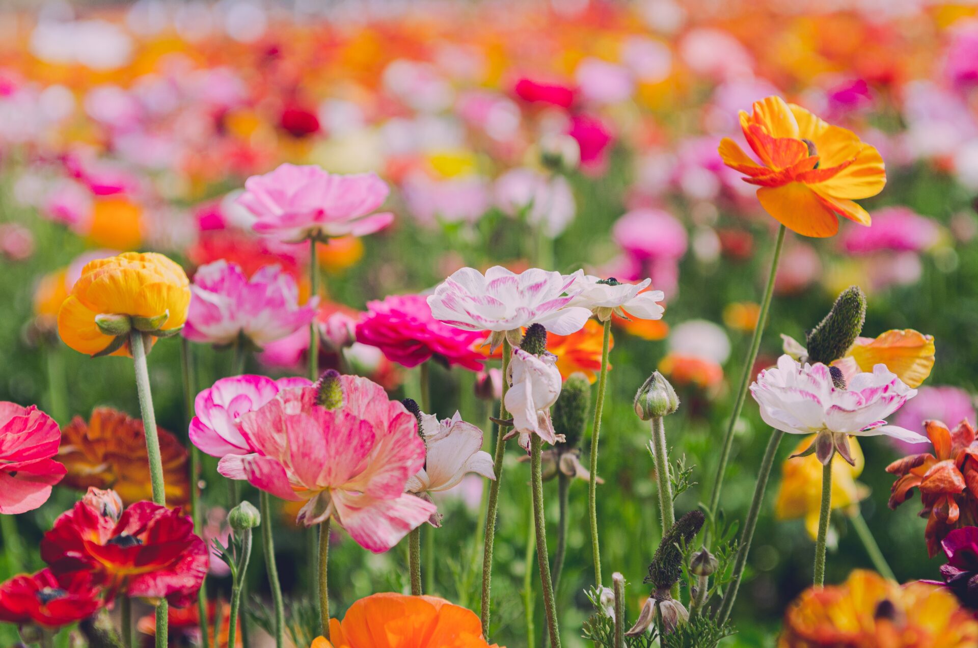 Flowers - Potted Colour