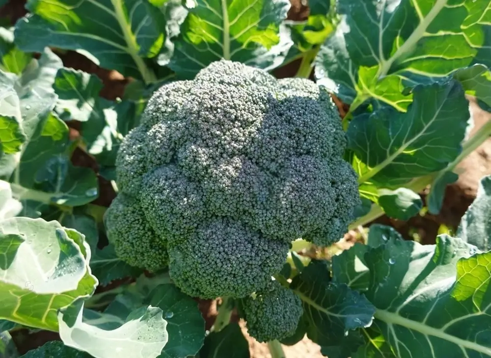 Broccoli F1 - High Yield & Disease Resistant | Potted Colour