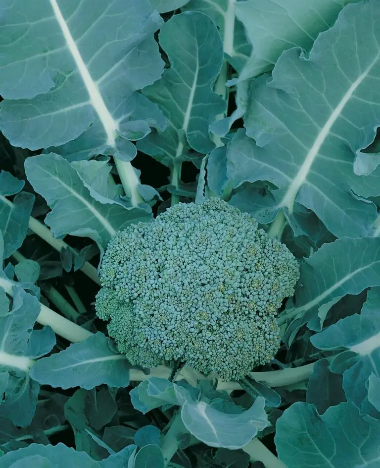 Broccoli Dwarf - Nutritious Variety for Gardens | Potted Colour