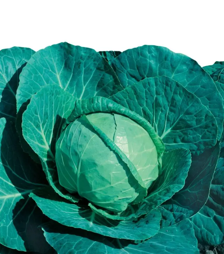 Cabbage Green Coronette - Hardy and Versatile | Potted Colour