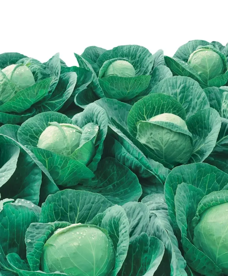 Cabbage Mini Ball - compact, sweet & easy to grow - Potted Colour