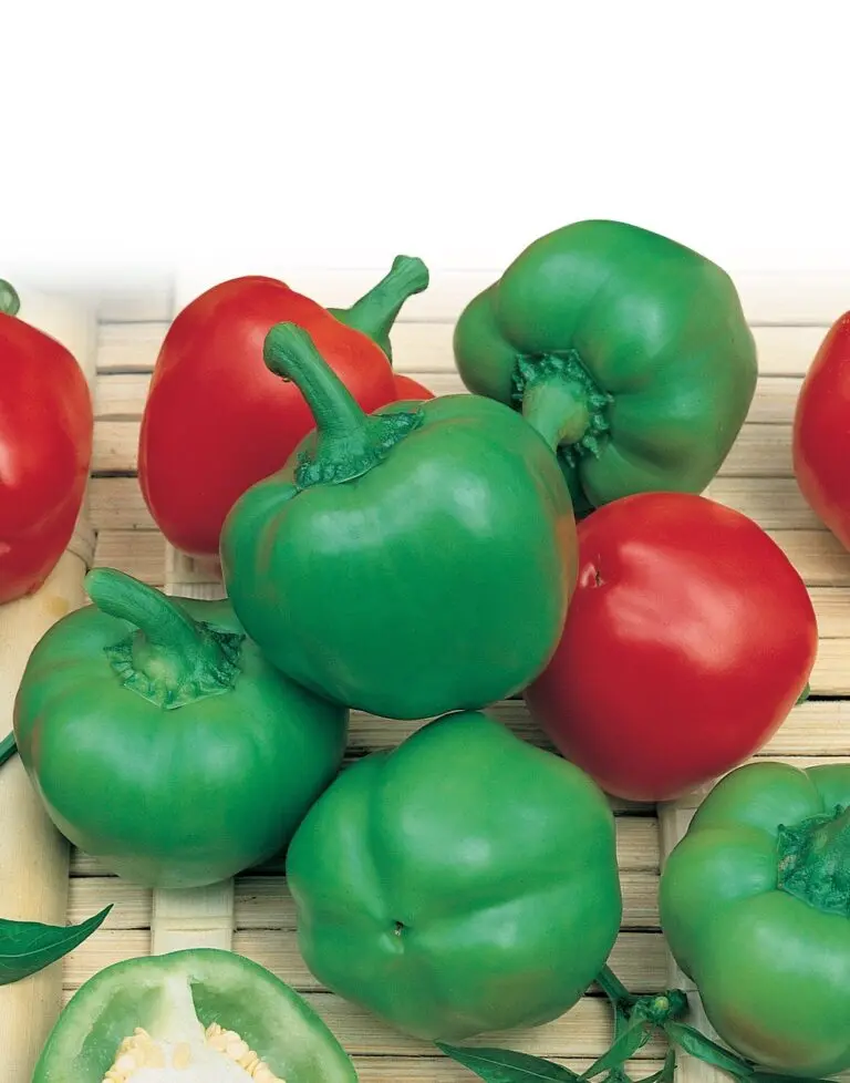 Capsicum Courtyard – Compact, High-Yield Beauty – Potted Colour