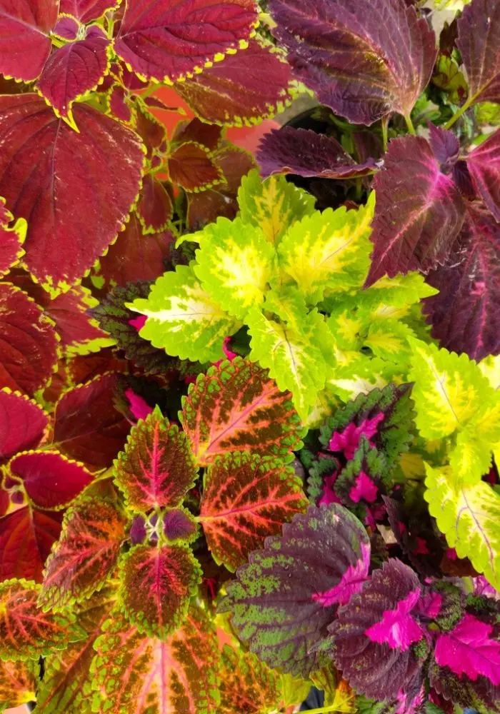 Coleus Mix – Vibrant, Striking Foliage for Gardens – Potted Colour