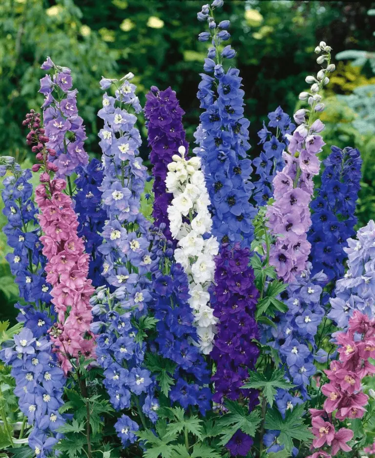 Delphinium Pacific Giant - Tall Blooms for Gardens - Potted Colour