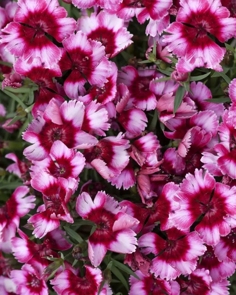 Dianthus Giant Cherry - Bold colour, Lasting beauty - Potted Colour