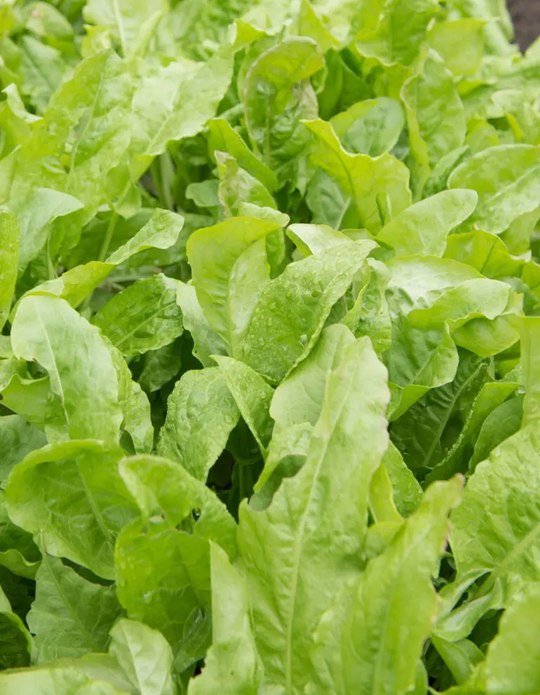 Spinach English - Classic, nutritious & easy to Grow - Potted Colour