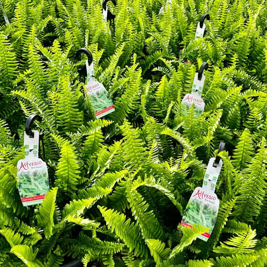 Emerald Queen Fern - Nephrolepis Obliterata - Potted Colour