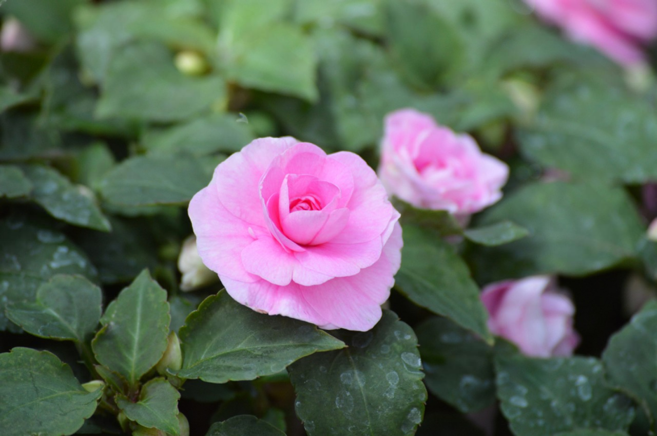 Alfresco Gardens - Potted Colour