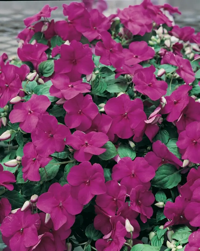 Impatiens Violet – Vivid Colour for Warm Spaces – Potted Colour
